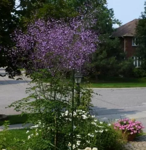 Basil nke Delavey (Thalictrum delavayi): foto na nkọwa, nyocha 7187_7