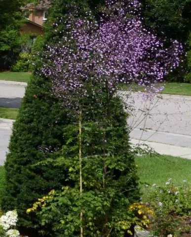 Delavio bazilikas (Thalictrum delavayi): nuotrauka ir aprašymas, apžvalgos 7187_9