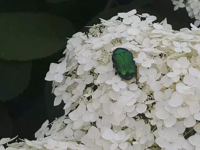 Blå hortensia (blå): beskrivning, plantering och vård, vinterhårdhet, reproduktion, foto 7192_19