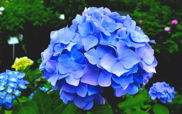 Blue hydrangea (buluu): kufotokozera, kubzala ndi kusamalira, kulimba kwanthawi yozizira, kubereka, chithunzi 7192_26