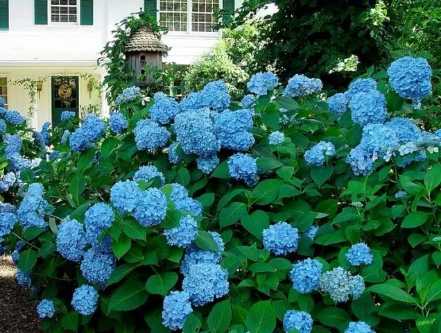 Blue hydrangea (buluu): kufotokozera, kubzala ndi kusamalira, kulimba kwanthawi yozizira, kubereka, chithunzi 7192_29