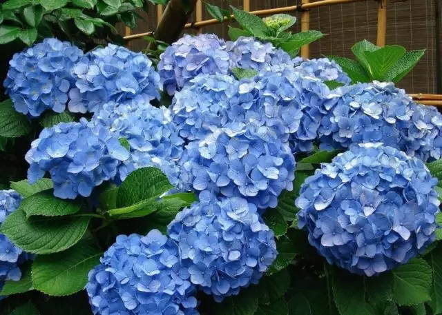 Blue hydrangea (buluu): kufotokozera, kubzala ndi kusamalira, kulimba kwanthawi yozizira, kubereka, chithunzi 7192_4