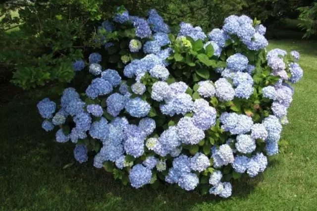 Blue hydrangea (buluu): kufotokozera, kubzala ndi kusamalira, kulimba kwanthawi yozizira, kubereka, chithunzi 7192_9