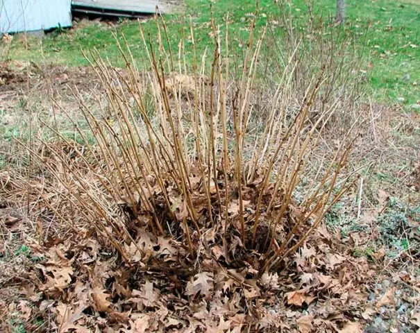 Hortensia växer dåligt: ​​panikulär, storbladig, petiolat, vad man ska göra, skäl 7194_12