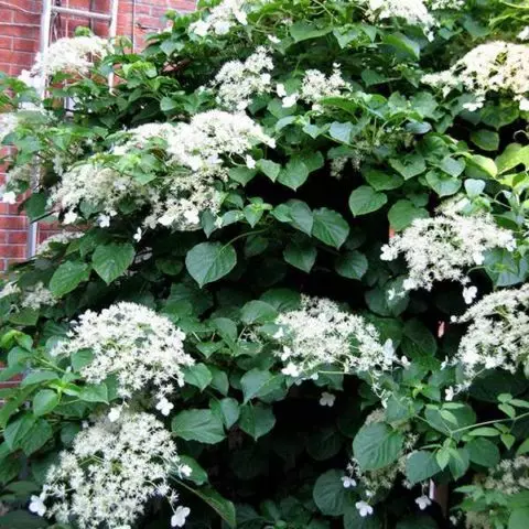 Hydrangea муу ургадаг: үймээн самуун, том навч, иш, юу хийх, шалтгаан 7194_20