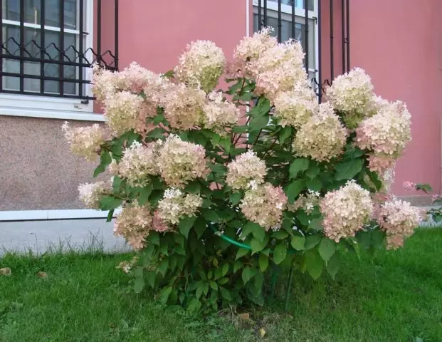 Hydrangea panicle Summer Love (Summer love): descripció, plantació i cura, poda, fotos, ressenyes 7200_3