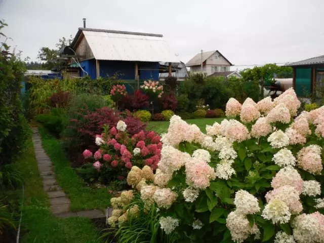 Hydrangea panicle Jacaylka Xagaaga (Jacaylka Xagaaga): tilmaanta, beeritaanka iyo daryeelka, goynta, sawirrada, dib u eegista 7200_4