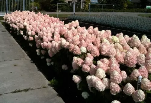 Hydrangea panicle Summer Love (Summer love): penerangan, penanaman dan penjagaan, pemangkasan, foto, ulasan 7200_5