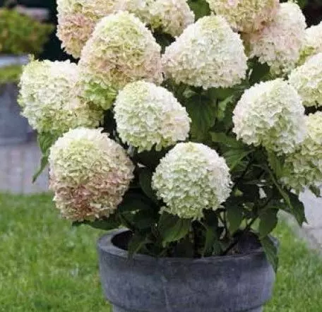 Hydrangea panicle Summer Love (Summer love): penerangan, penanaman dan penjagaan, pemangkasan, foto, ulasan 7200_6