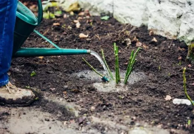 Раушан гүлін күзде басқа жерге көшіру 720_8