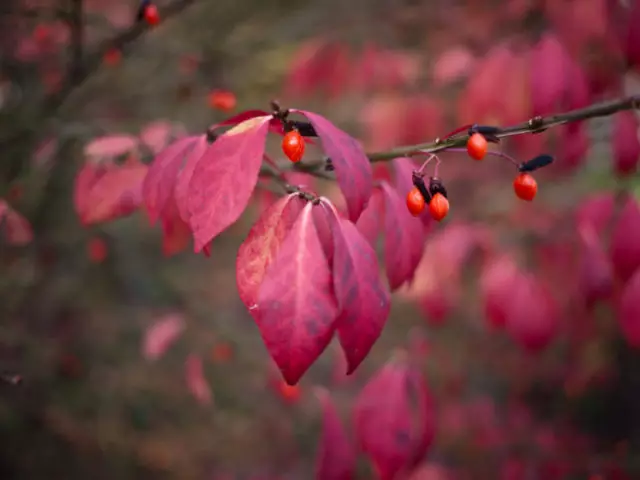 Winged spindle tree: photo and description, planting and care, winter hardiness 7210_1