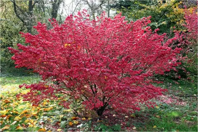 Winged spindle tree: foto en beskriuwing, plantsje en fersoargje, winterhurdens 7210_10