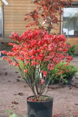 Winged spindle tree: photo and description, planting and care, winter hardiness 7210_19