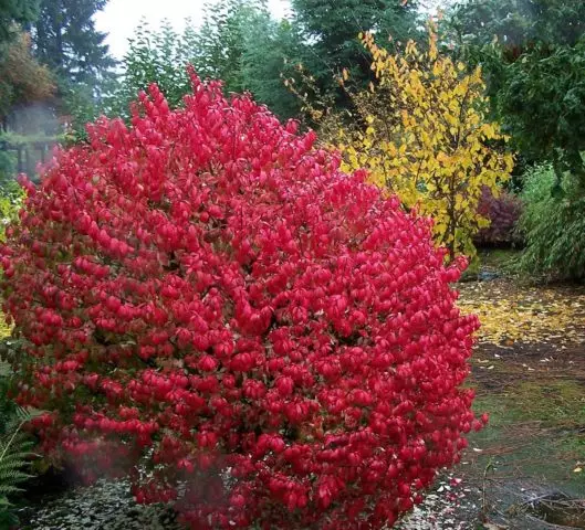 Winged spindle tree: photo and description, planting and care, winter hardiness 7210_3