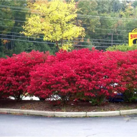 Winged spindle tree: photo and description, planting and care, winter hardiness 7210_4