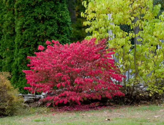 Winged spindle tree: foto en beskriuwing, plantsje en fersoargje, winterhurdens 7210_7