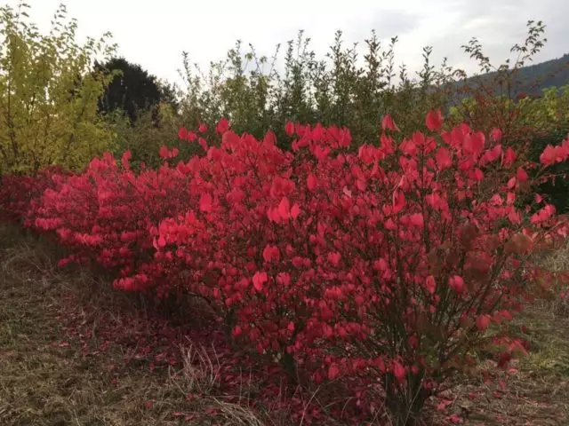 Winged spindle tree: foto en beskriuwing, plantsje en fersoargje, winterhurdens 7210_8