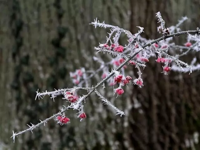 European spindle muti: mufananidzo uye tsananguro, kudyara uye kuchengetedza, kubereka 7211_5