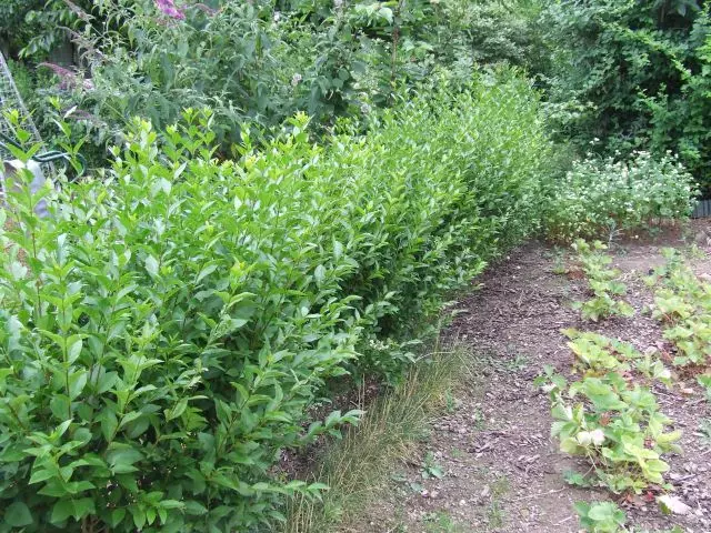 Privet tocit: copaci și arbuști ornamentali, fotografie 7214_6