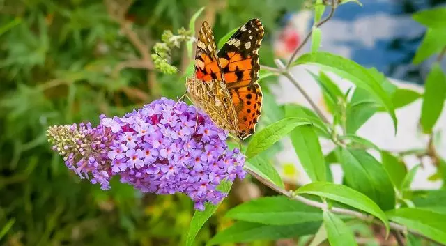 Budleya (buddleya) di Siberia: menanam dan merawat di lapangan terbuka, mempersiapkan musim dingin, cara menutupi musim dingin 7222_1