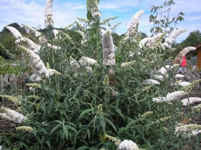 Будлея (буддлея) у Сібіры: пасадка і сыход у адкрытым грунце, падрыхтоўка да зімы, як атуліць на зіму 7222_2