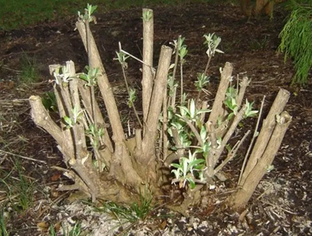 Budleya (buddleya) i Sibirien: plantning og pleje i det åbne felt, forberedelse til vinteren, hvordan man dækker til vinteren 7222_3