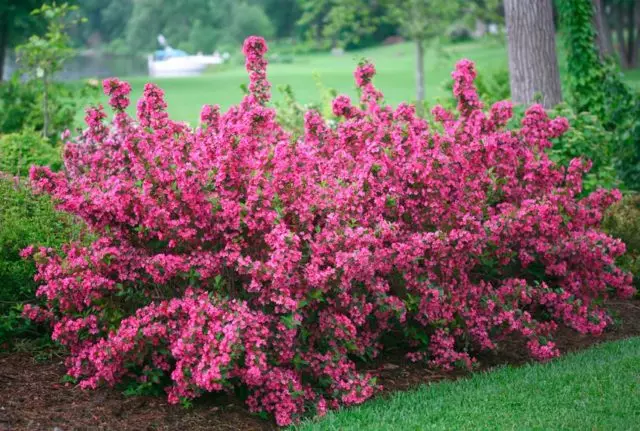 Kial weigela ne floras: kialoj por fari 7228_1