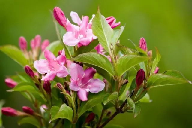 Kial weigela ne floras: kialoj por fari 7228_3