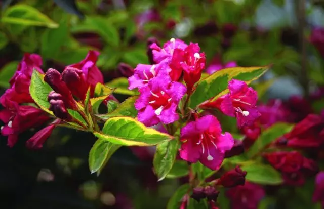 Weigela Bristol Ruby (Bristol Ruby, Bristol Ruby): gutera no kwitaho, gukomera kwimbeho, gukoreshwa mubishushanyo mbonera, gusubiramo 7238_1