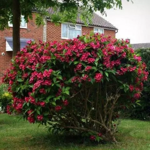 Weigela Bristol Ruby (Bristol Ruby, Bristol Ruby): plant en versorging, winterhardheid, toepassing in landskapontwerp, resensies 7238_3