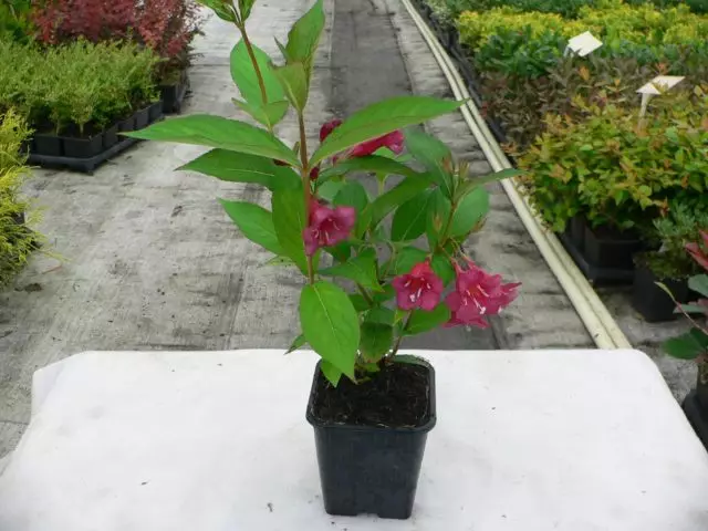 Weigela Bristol Ruby (Bristol Ruby, Bristol Ruby): výsadba a starostlivosť, zimná odolnosť, aplikácia v krajinnom dizajne, recenzie 7238_4