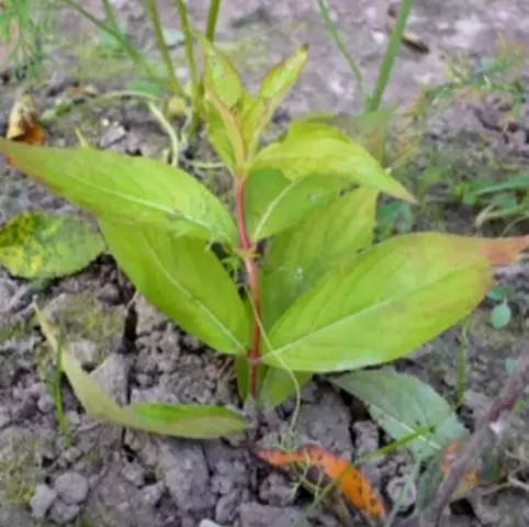 Veigela Alexandra (Alexandra): plant en versorging, verbouing, voortplanting, gebruik in landskapontwerp 7239_10