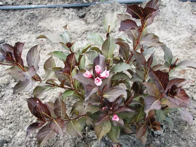 Veigela Alexandra (Alexandra): plant en versorging, verbouing, voortplanting, gebruik in landskapontwerp 7239_20