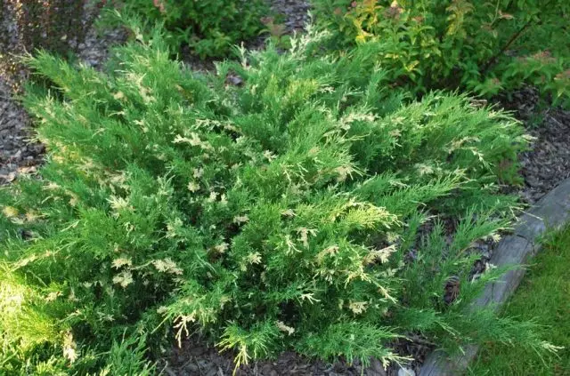 Juniper افقي اندورا Variegata: پوک ۽ سن careال ، تبصرا 7244_10