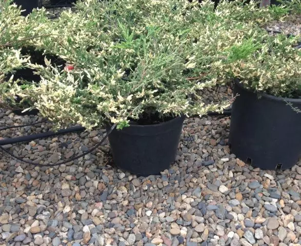 Juniper orizzontali Andorra Variegata: tħawwil u kura, reviżjonijiet 7244_12