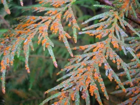 Juniper pahalang Andorra Variegata: pagtatanim at pangangalaga, mga pagsusuri 7244_14