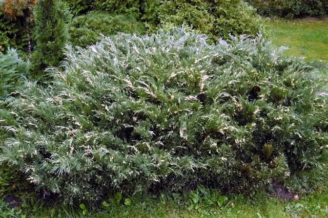 Juniper horizontal Andorra Variegata: Planzung a Fleeg, Bewäertungen 7244_5