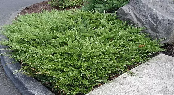 Juniper yakatwasuka Andorra Variegata: kudyara nekutarisira, wongororo 7244_7