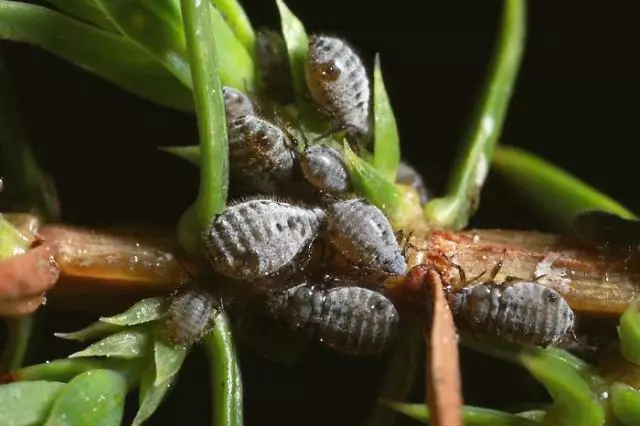 Brin horizontalni Andorra Variegata: sajenje in nega, pregledi 7244_9