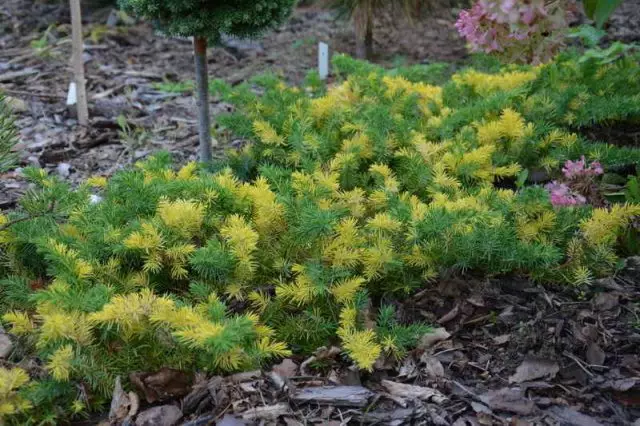 Coastal juniper (conferta): Slager, Blue Pacific, Golden Wings 7246_3