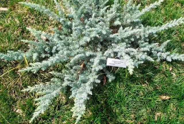 ကမ်းခြေ juniper (conferta): Slager, Blue Pacific, Golden Wings 7246_5