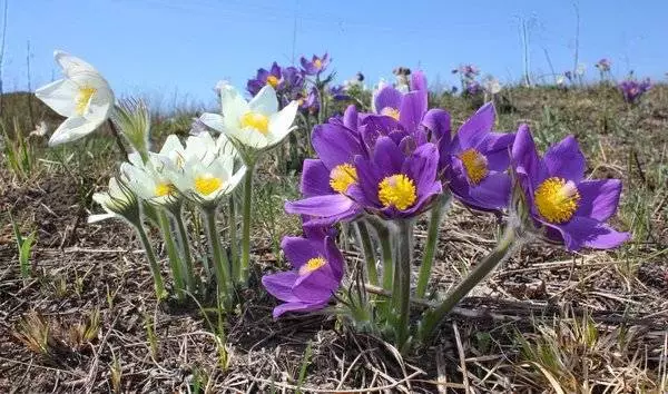 Mga Perennial alang sa Siberia: litrato ug ngalan