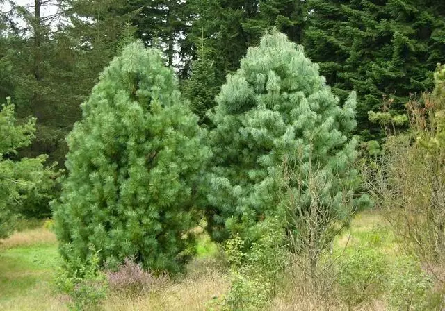 Korean cedar: tsananguro, kurima, goho, pikicha 7265_1