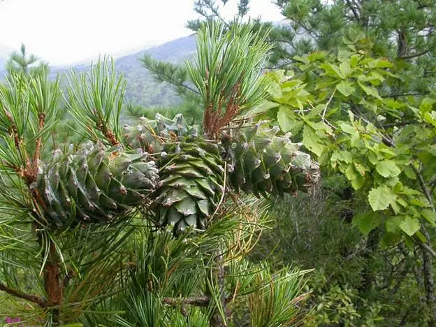 Korean cedar: tsananguro, kurima, goho, pikicha 7265_2