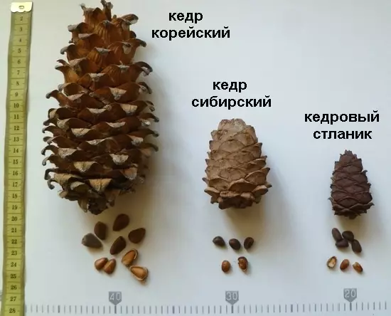 Корейски кедър: описание, отглеждане, добив, снимка 7265_4