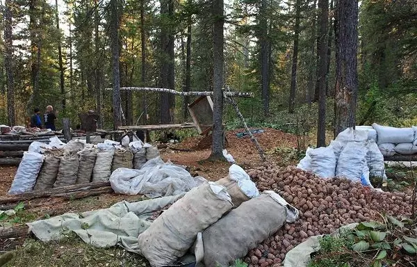 Корейски кедър: описание, отглеждане, добив, снимка 7265_8