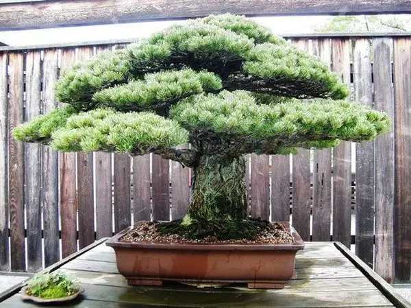 Bonsai Pinien: wéi ze pflanzen, wuessen aus Somen, Fleeg doheem 7267_1