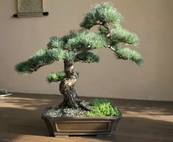 Bonsai Pinien: wéi ze pflanzen, wuessen aus Somen, Fleeg doheem 7267_11