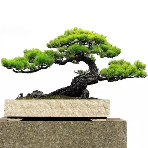 Bonsai Pinien: wéi ze pflanzen, wuessen aus Somen, Fleeg doheem 7267_3