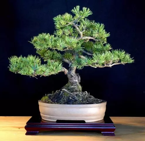 Bonsai Pinien: wéi ze pflanzen, wuessen aus Somen, Fleeg doheem 7267_5